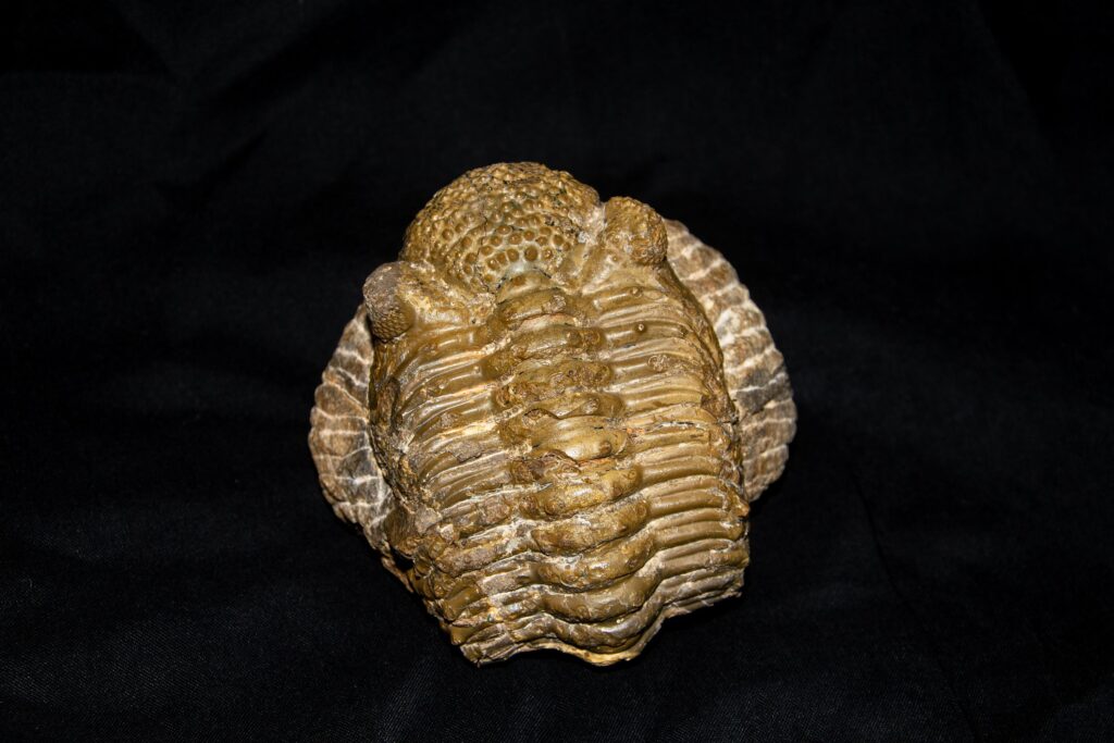 Trilobite DROTOPS armatus , Morocco Trilobite , Devonian Period Bon Dib ...