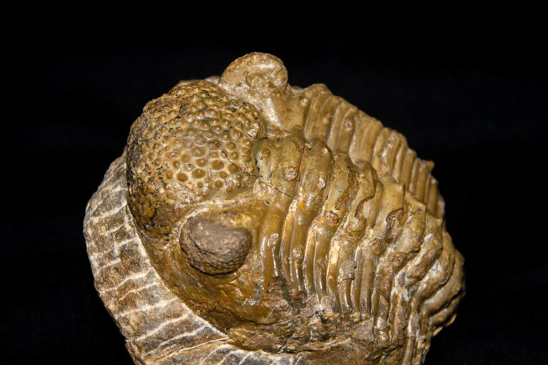 Trilobite DROTOPS armatus , Morocco Trilobite , Devonian Period Bon Dib ...
