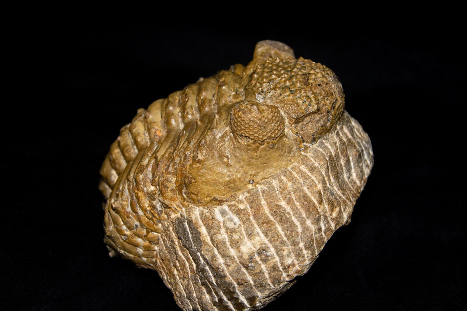 Trilobite DROTOPS armatus , Morocco Trilobite , Devonian Period Bon Dib ...