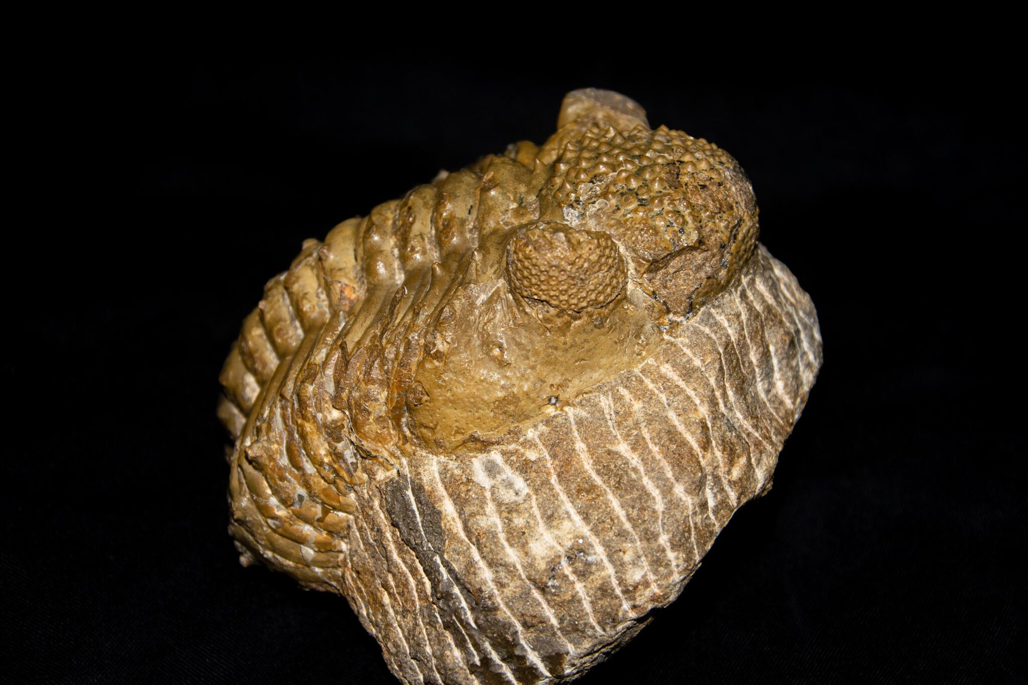 Trilobite DROTOPS armatus , Morocco Trilobite , Devonian Period Bon Dib ...