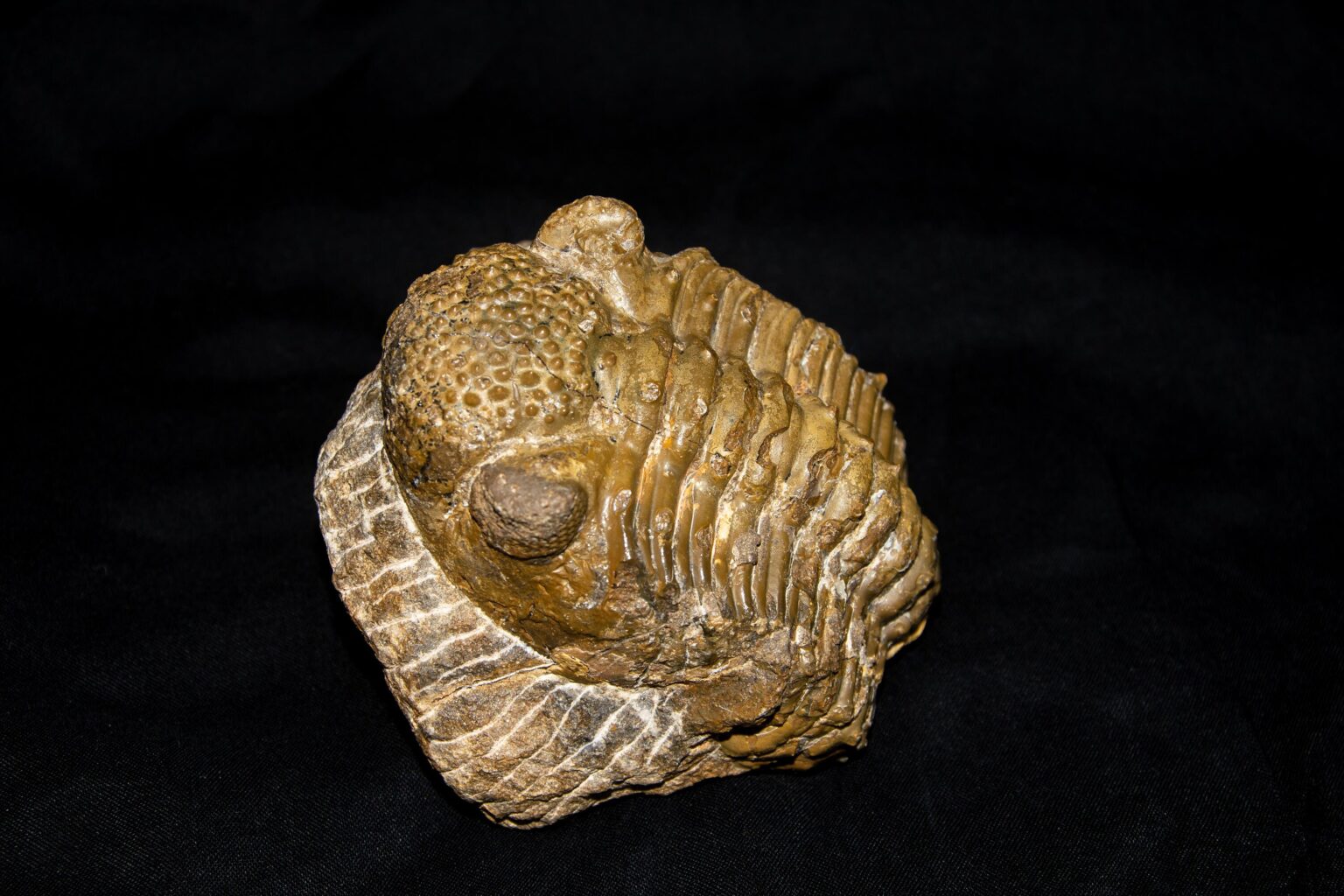 Trilobite DROTOPS armatus , Morocco Trilobite , Devonian Period Bon Dib ...