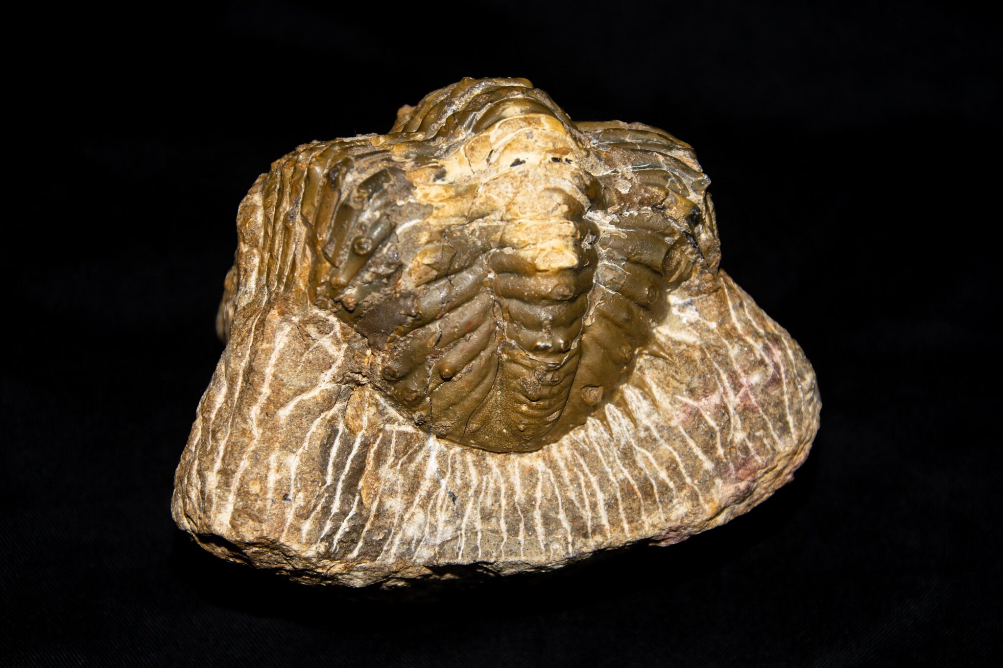 Trilobite DROTOPS armatus , Morocco Trilobite , Devonian Period Bon Dib ...